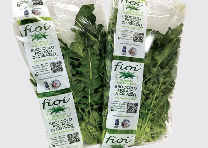 Broccolo fiolaro di Creazzo - La coltivazione del broccolo fiolaro