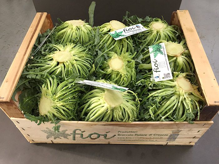 Broccolo fiolaro di Creazzo - La coltivazione del broccolo fiolaro