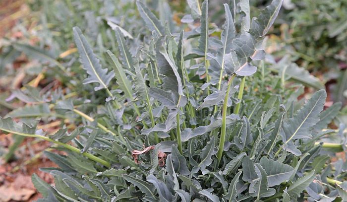 Broccolo fiolaro di Creazzo - La coltivazione del broccolo fiolaro