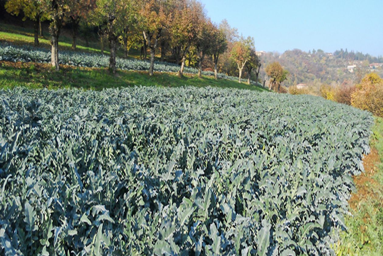 Broccolo fiolaro di Creazzo - Fioi il broccolo di Creazzo